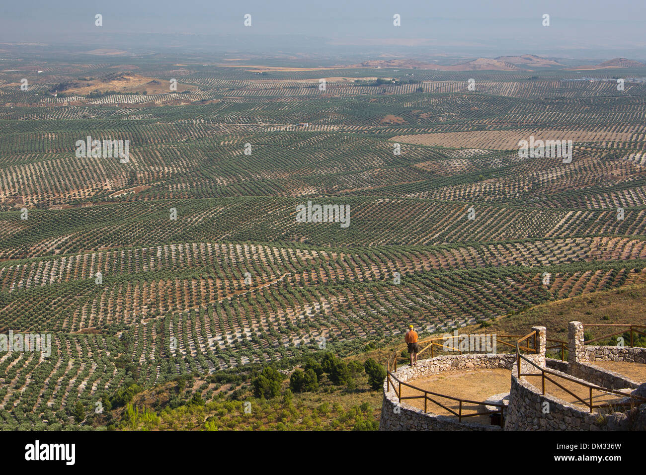 Cazorla, Andalusia, Jaen, Sierra de Cazorla, agriculture, Olive trees ...