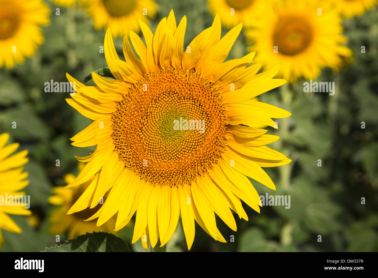 Blumen plant hi-res stock photography and images - Alamy