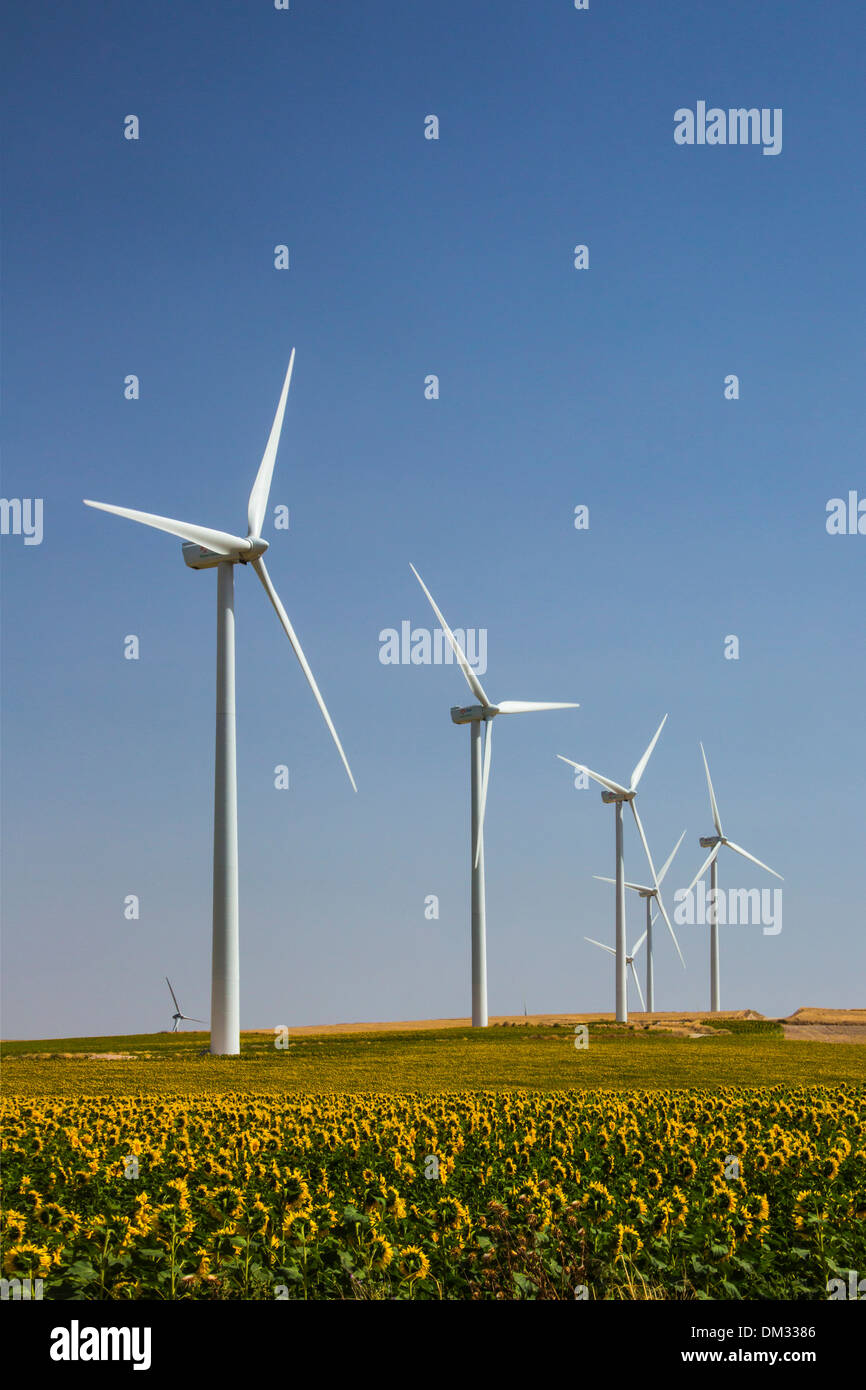 agriculture, Andalusia, energy, field, Spain, Europe, sunflowers ...