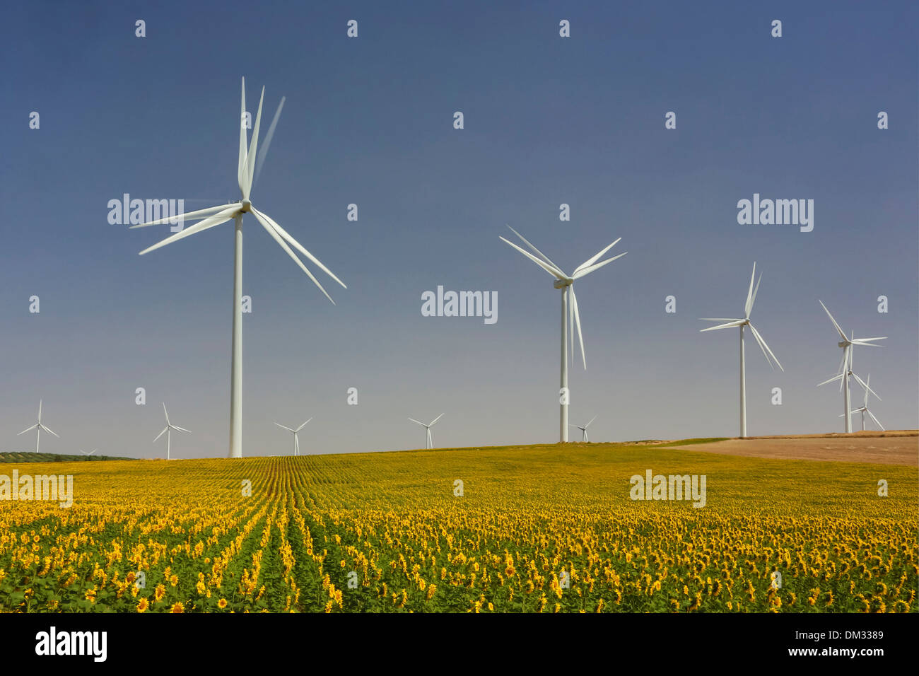 agriculture, Andalusia, energy, field, Spain, Europe, sunflowers ...