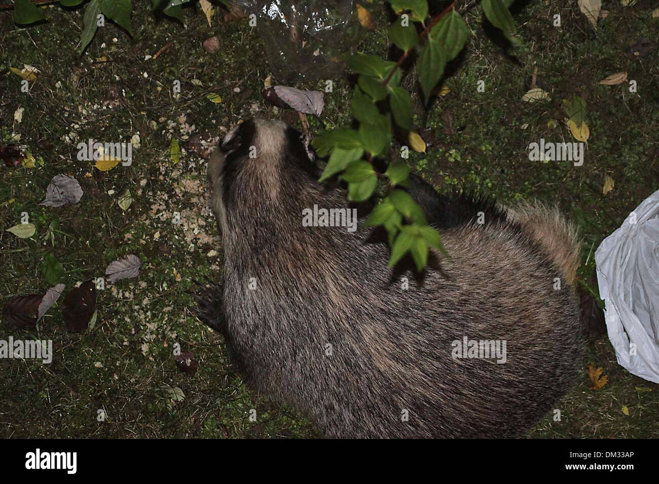 Badger foraging in a garden at night Stock Photo - Alamy