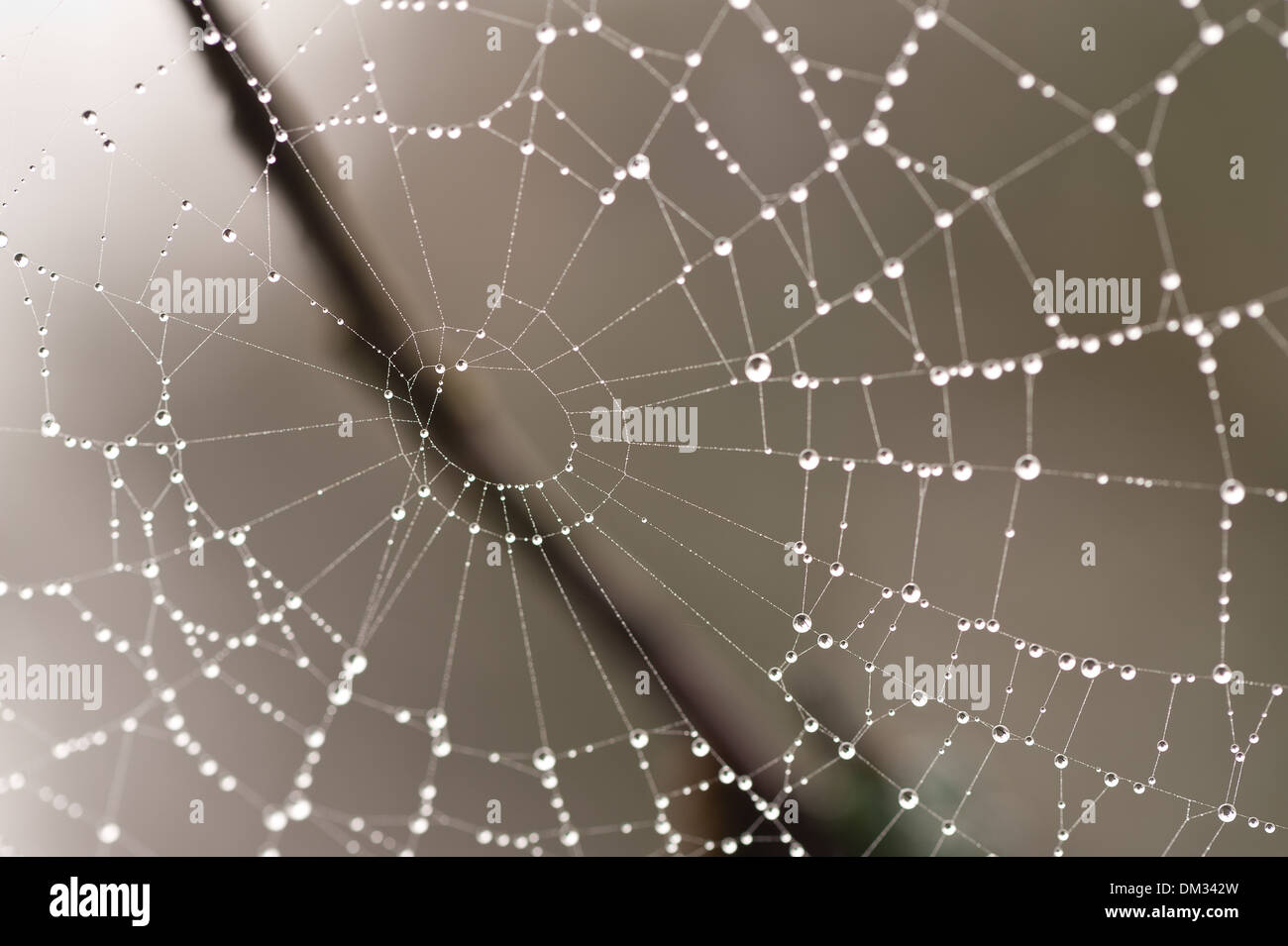 Condensed dew water drops caught suspended on fine strands of spider ...
