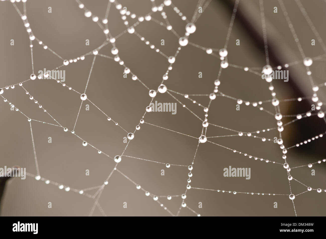 Condensed dew water drops caught suspended on fine strands of spider ...