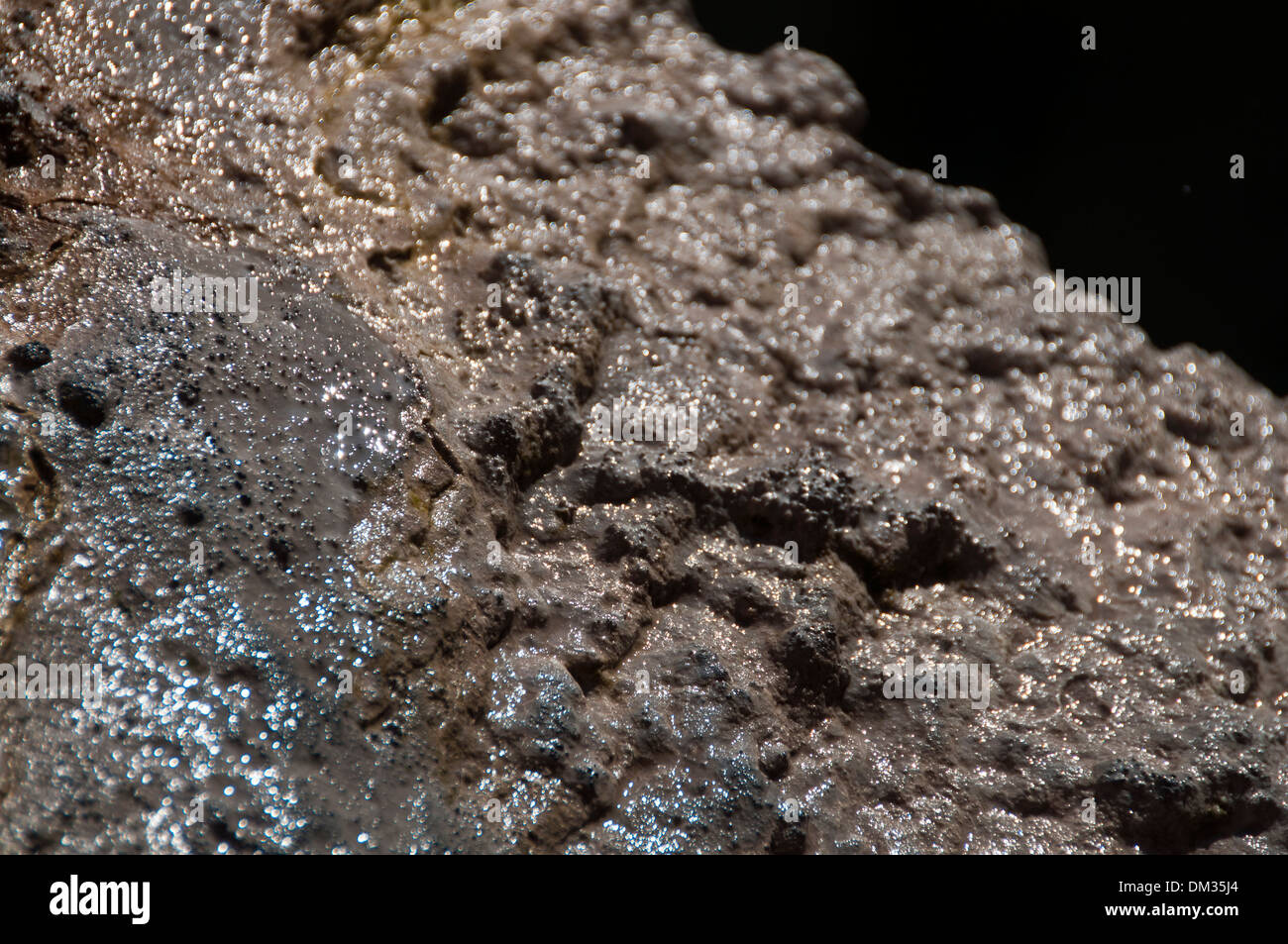 Biofilm fungus hi-res stock photography and images - Alamy