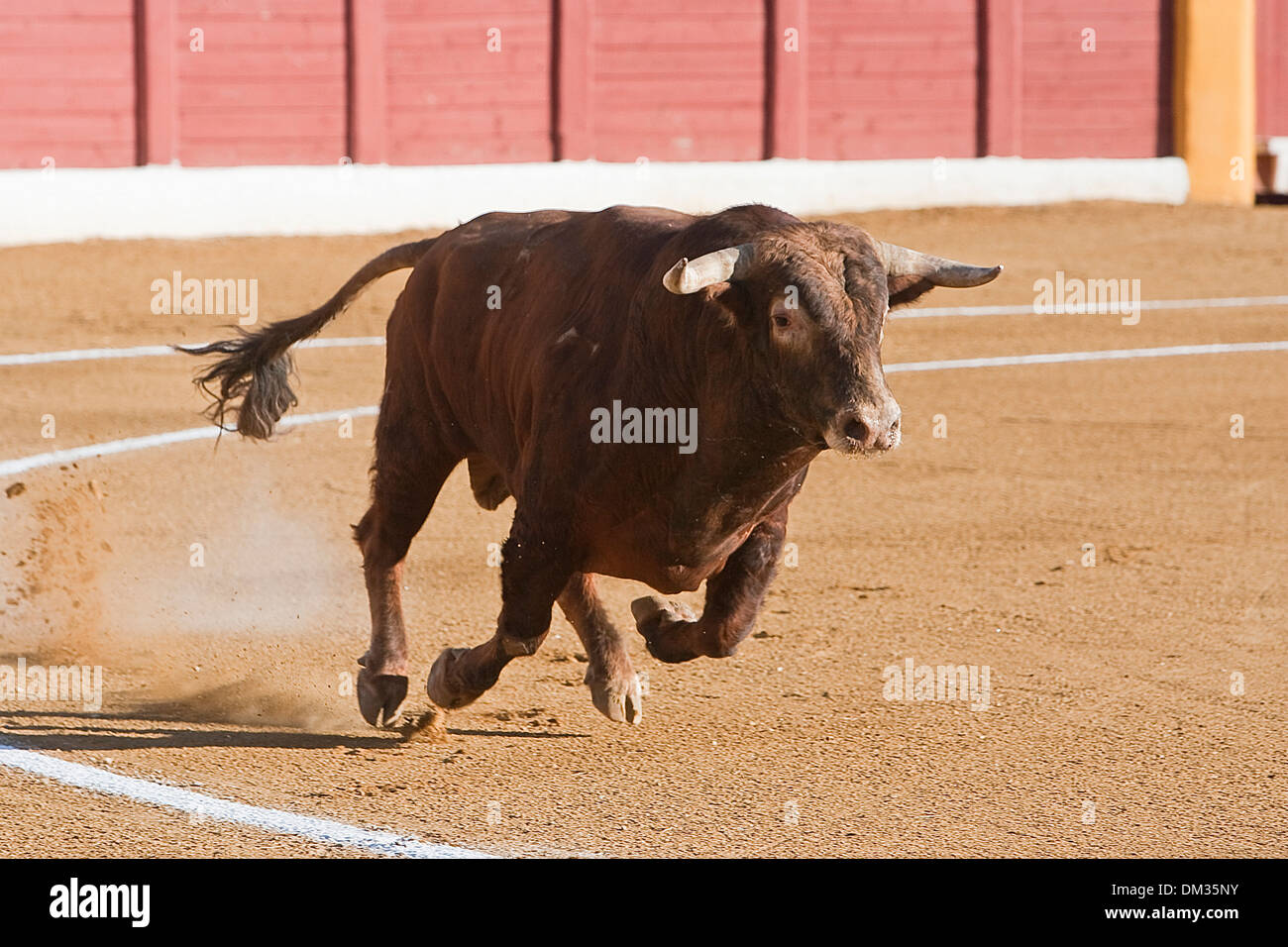 Capture of the figure of a brave bull in a bullfight, Spain Stock Photo ...