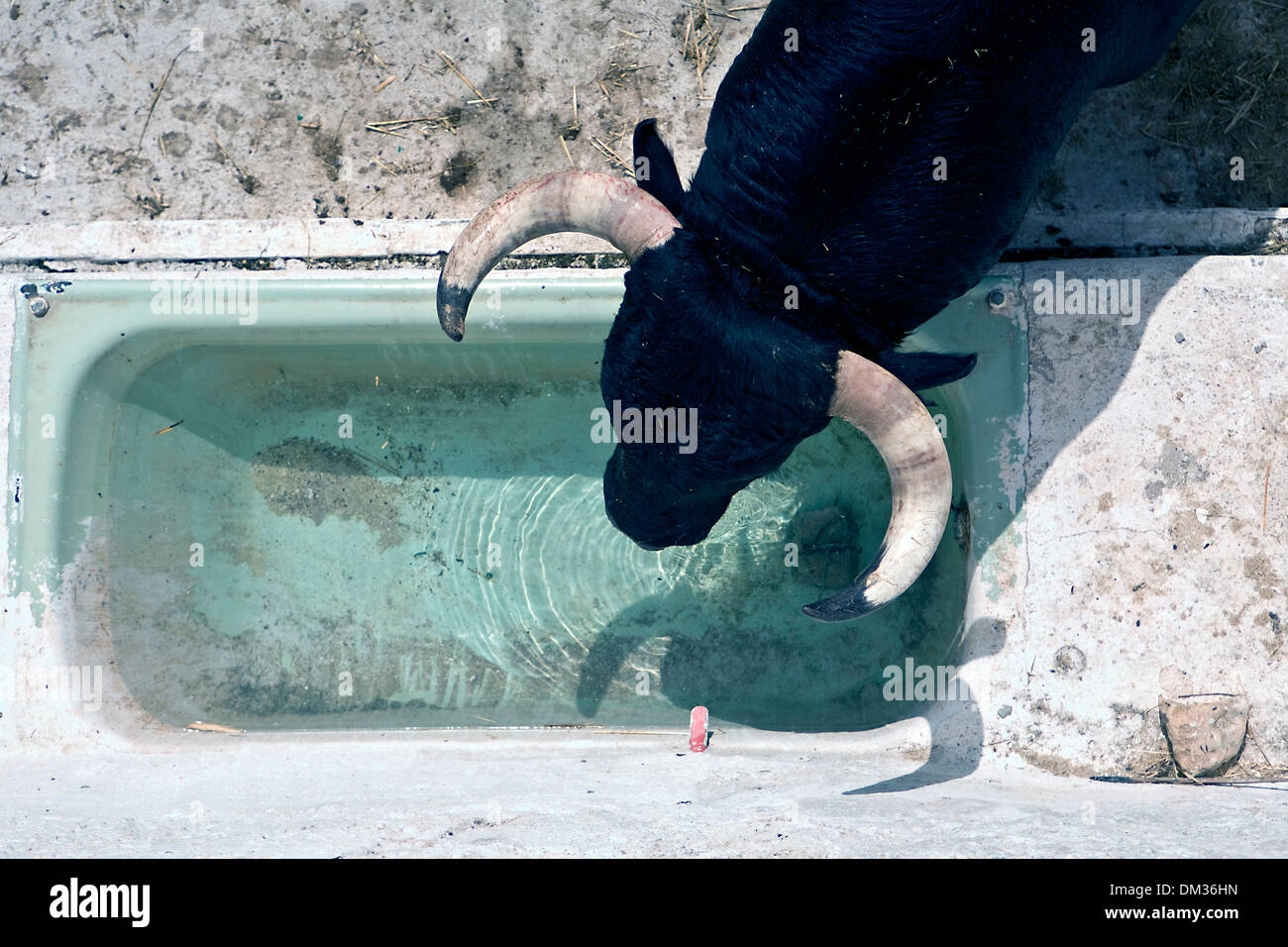 Brave bull drinking waters down in drinking trough in a stable, Spain ...