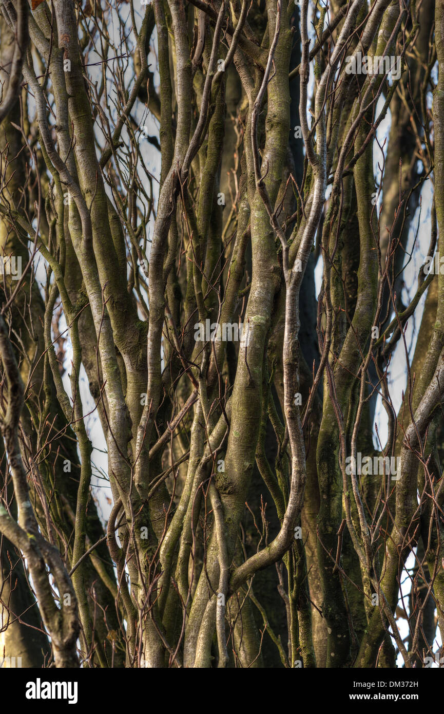 Fagus sylvatica or Dawyck beech lots slender upright branches against ...
