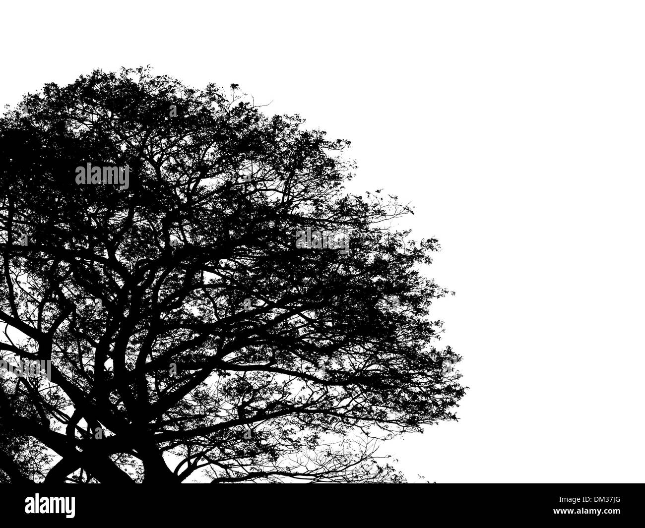 Twisted leaf Black and White Stock Photos & Images - Alamy