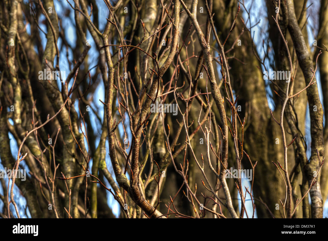 Fagus sylvatica or Dawyck beech lots slender upright branches against ...