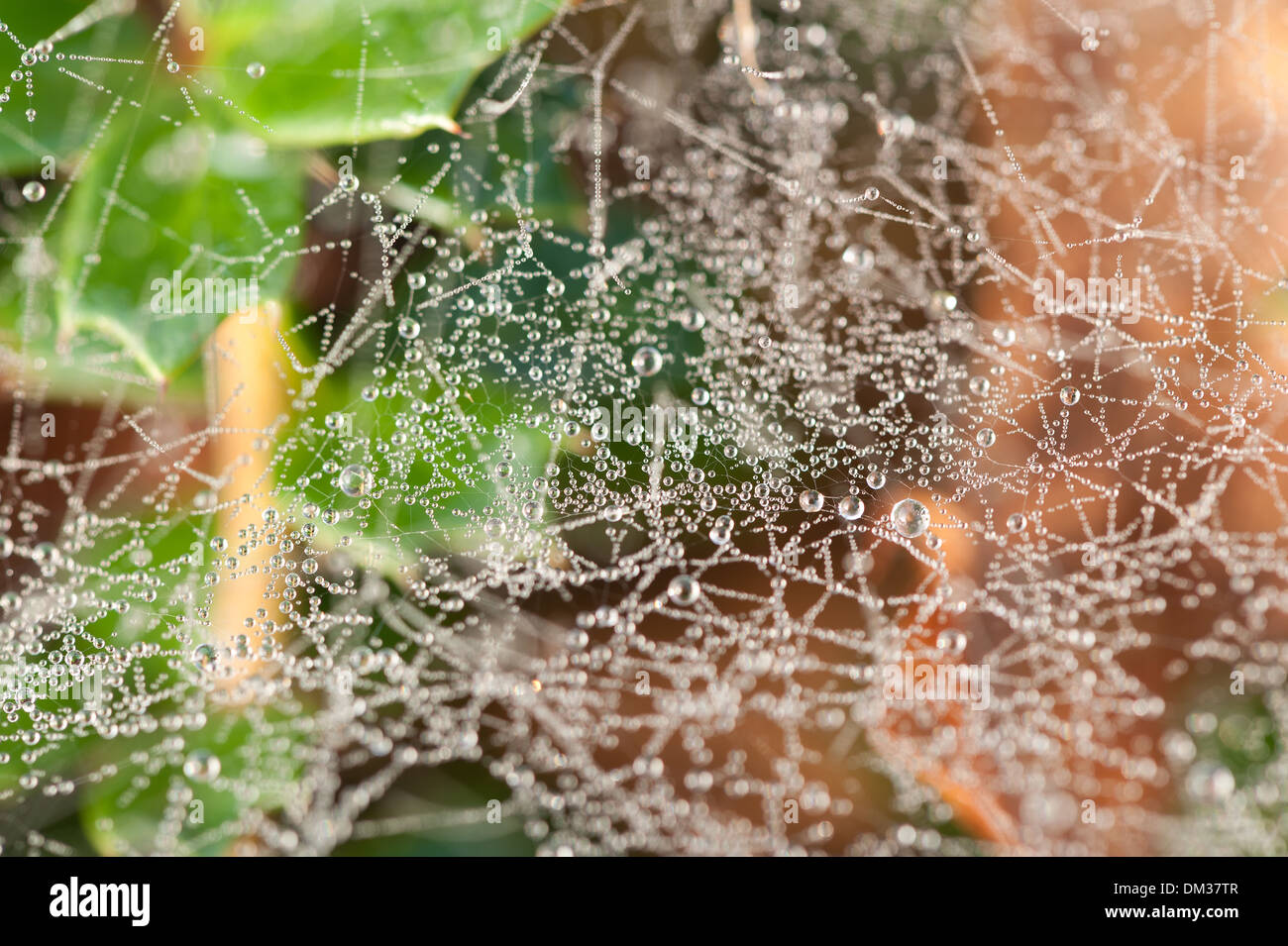 Condensed dew water drops caught suspended on fine strands of spider ...