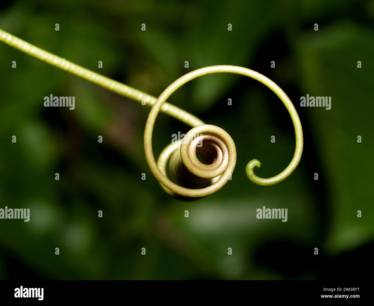 Curved volute hi-res stock photography and images - Alamy