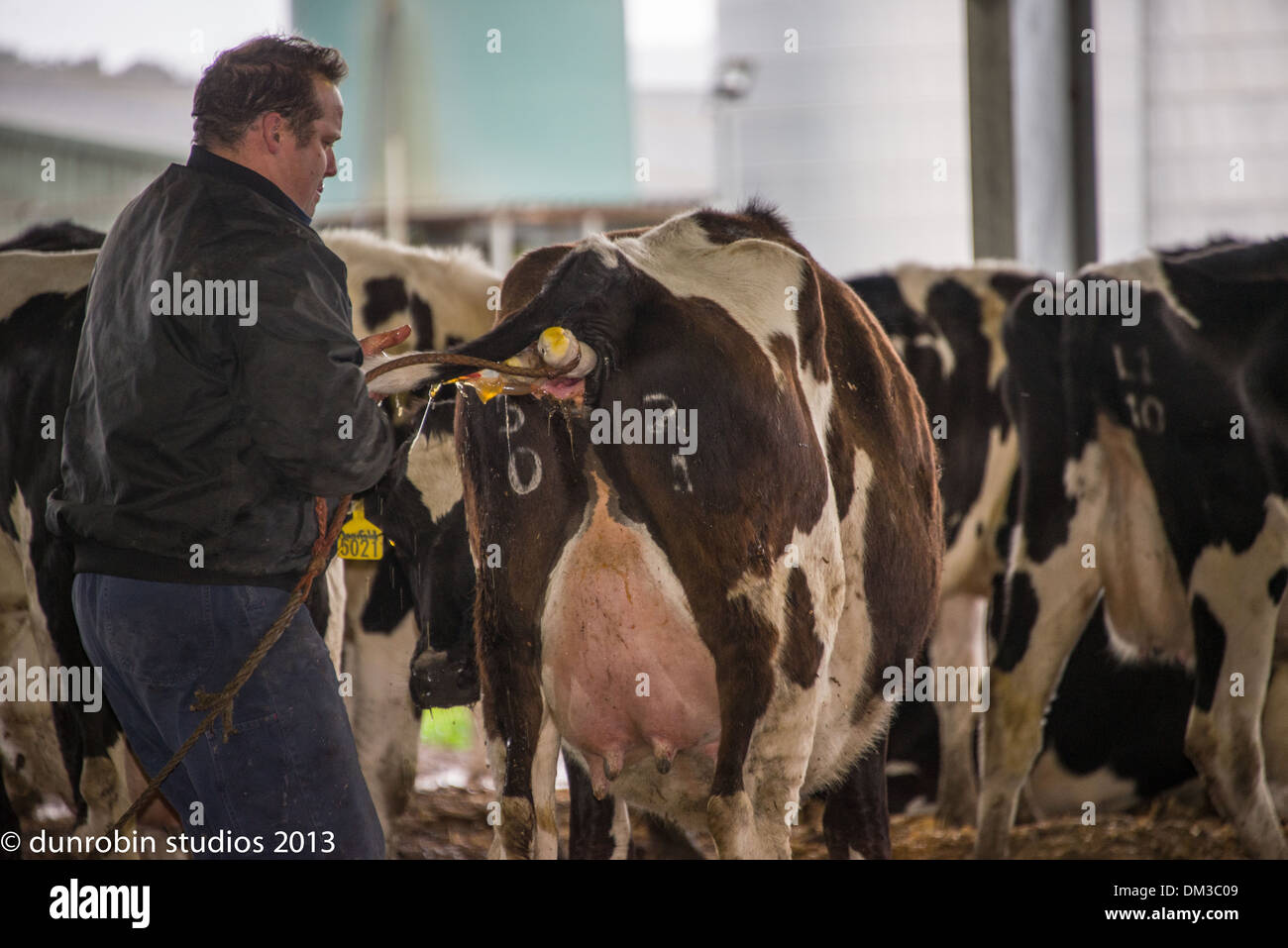 young black and white heifer cow calving having a baby cow - shows all ...