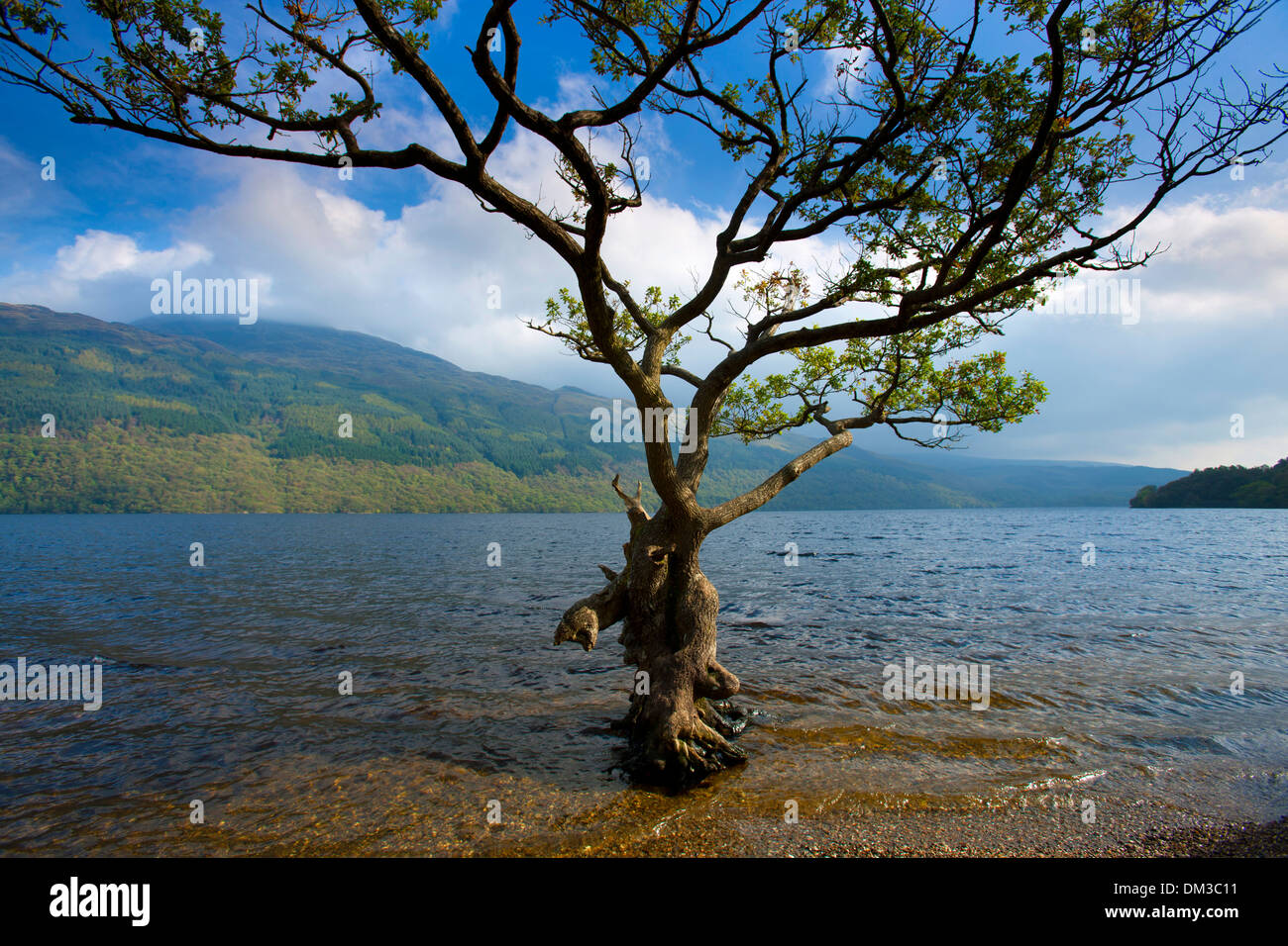 Loch Lomond, Great Britain, Europe, Scotland, lake, water, lake shore ...