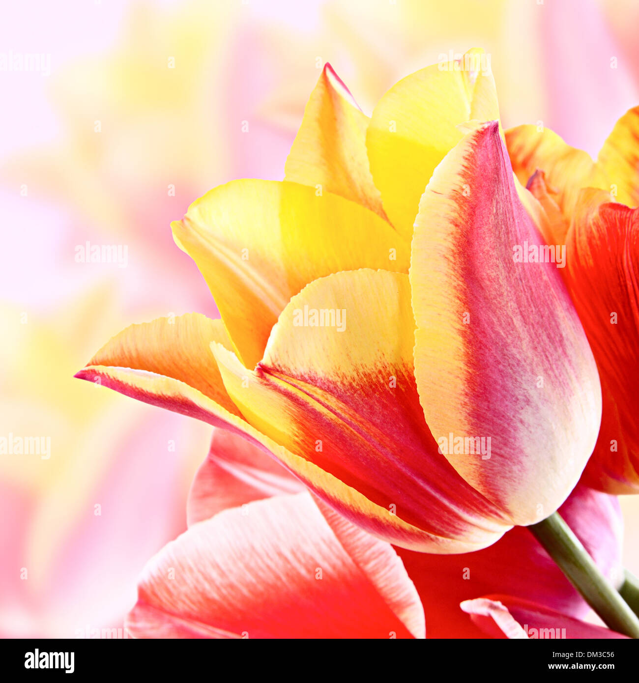 Red-yellow floral background Stock Photo - Alamy