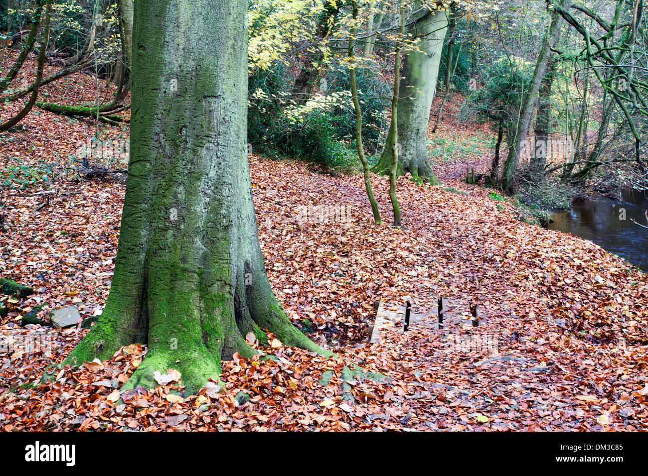 Path through Foolish Wood in Autumn Knaresborough North Yorkshire ...