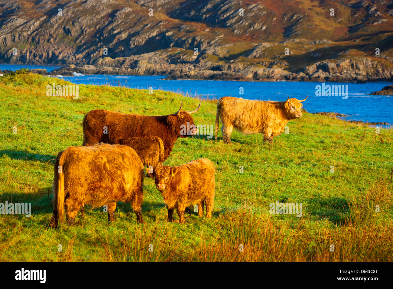 Scourie, highland cattle, Great Britain, Europe, Scotland, agriculture ...
