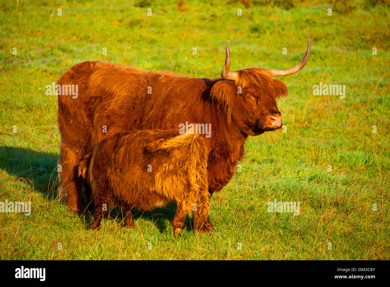 Scourie, highland cattle, Great Britain, Europe, Scotland, agriculture ...