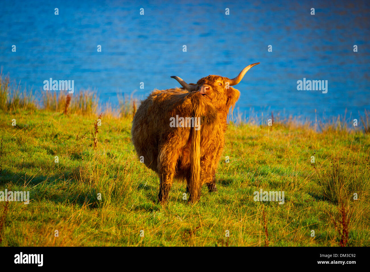 Scourie, highland cattle, Great Britain, Europe, Scotland, agriculture ...