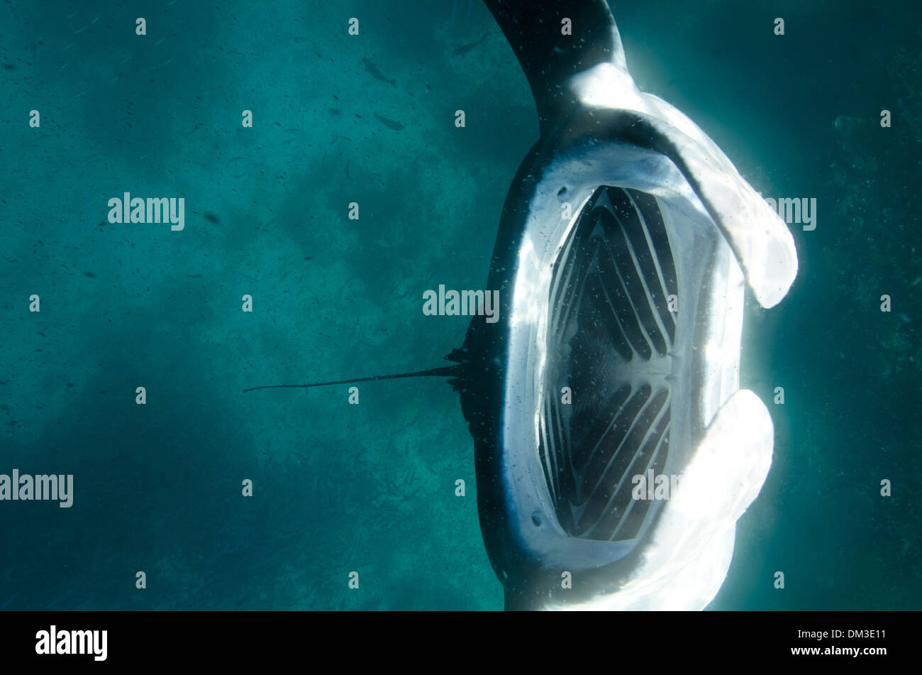Manta ray feeding hi-res stock photography and images - Alamy