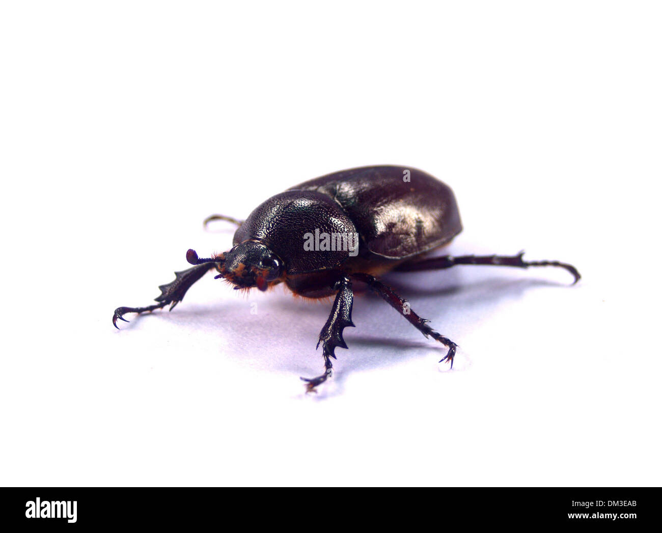 Unicorn asian rhino hi-res stock photography and images - Alamy