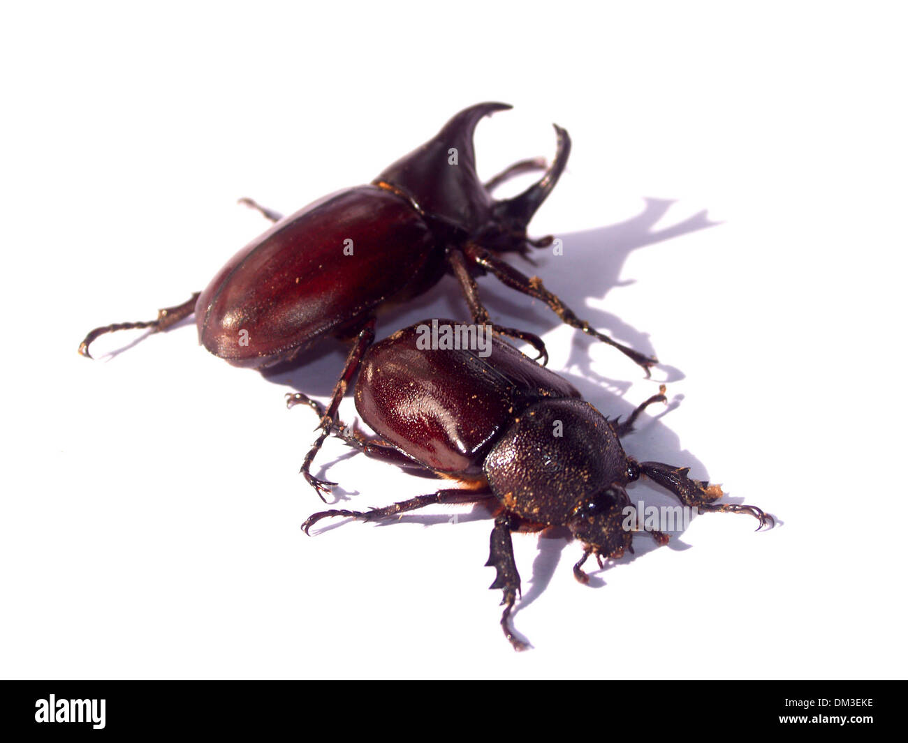 Giant rhinoceros beetle Cut Out Stock Images & Pictures - Alamy