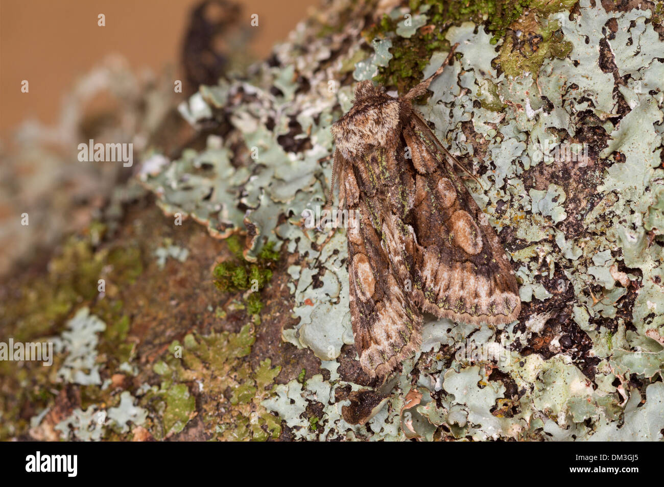 Green-brindled Crescent (Allophyes oxyacanthae) moth 2245 Stock Photo ...