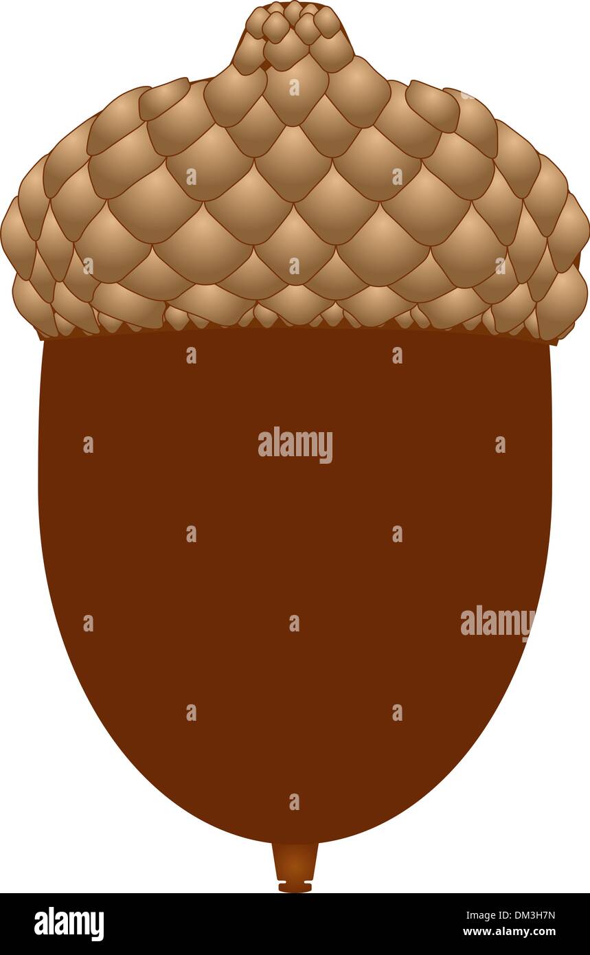 Acorn detail Stock Vector Images - Alamy