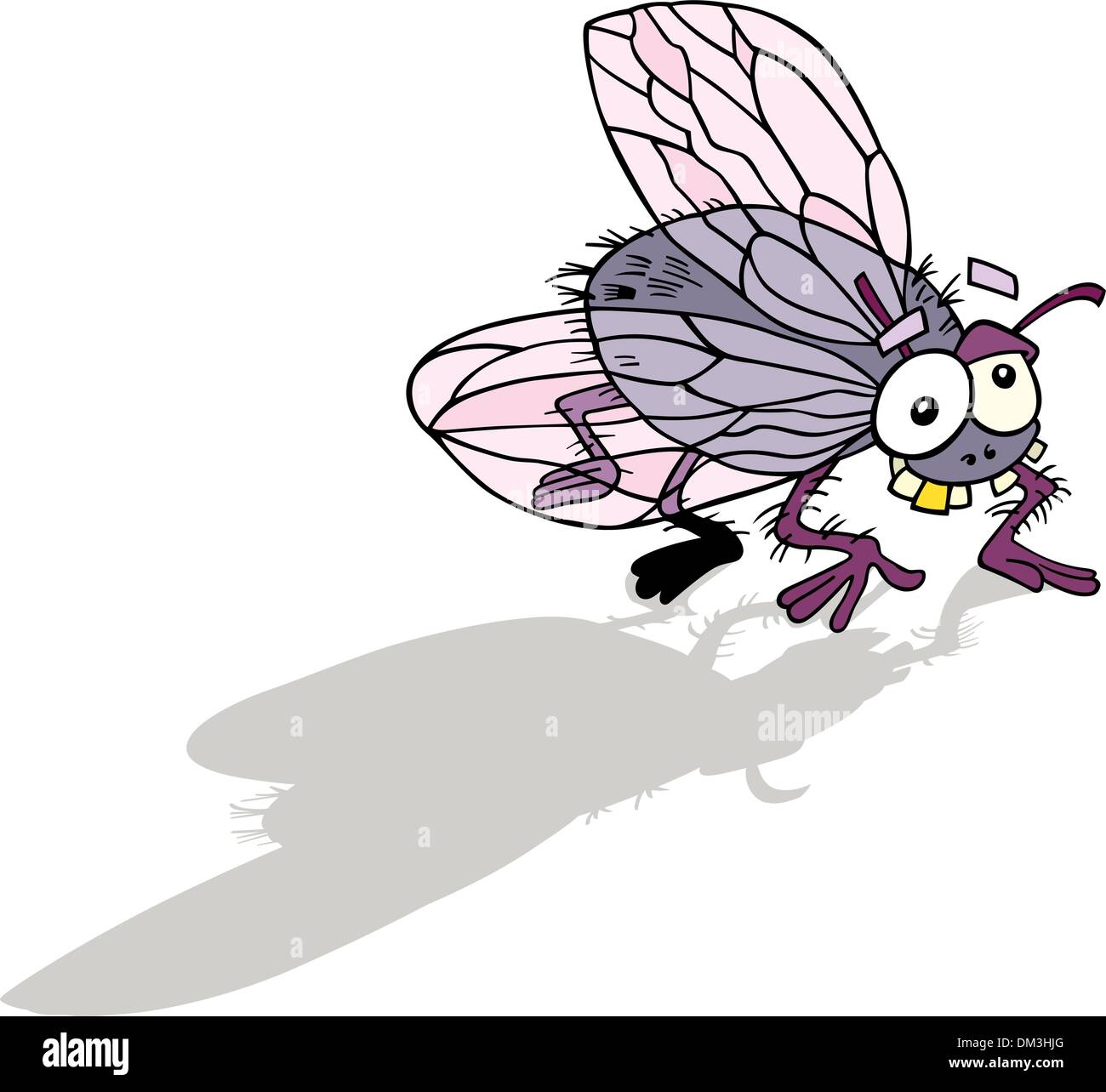 Bluebottle blowfly Stock Vector Images - Alamy