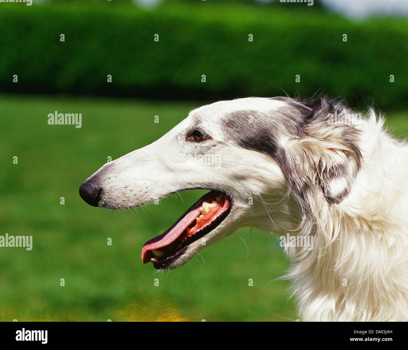 Levrier dog hi-res stock photography and images - Alamy