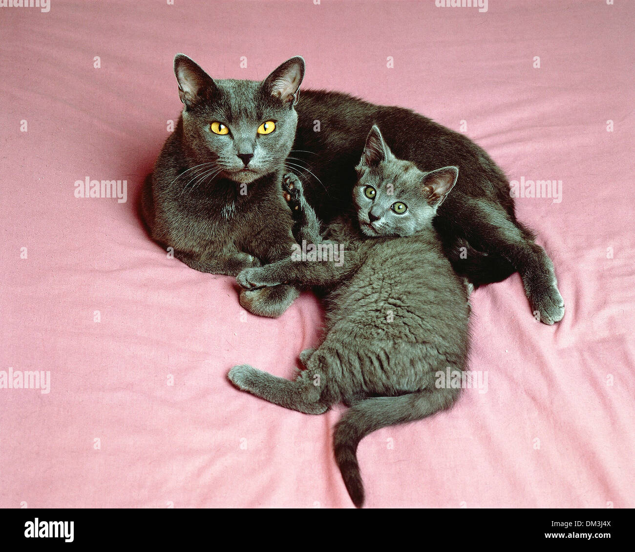 Young tier hi-res stock photography and images - Alamy