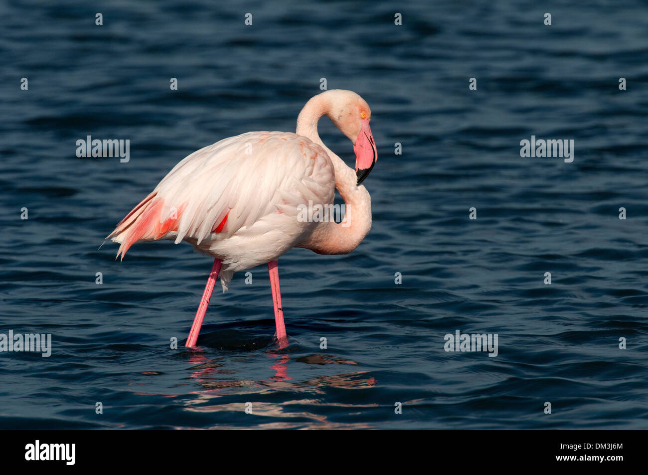 Animal, bird, flamingo, France, Camargue, Phoenicopterus roseus, flight ...