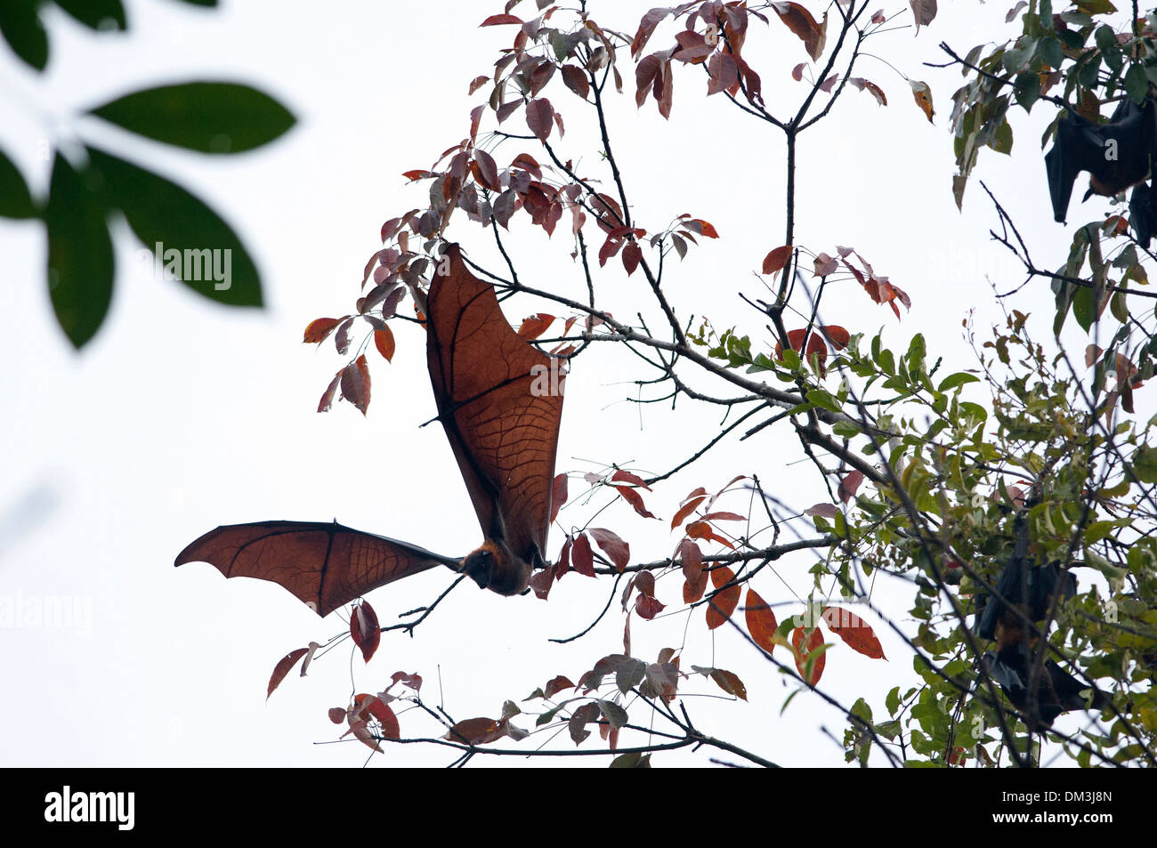 Animal, Pteropus vampyrus, bat, Kalong, Large flying Fox Thailand Stock ...