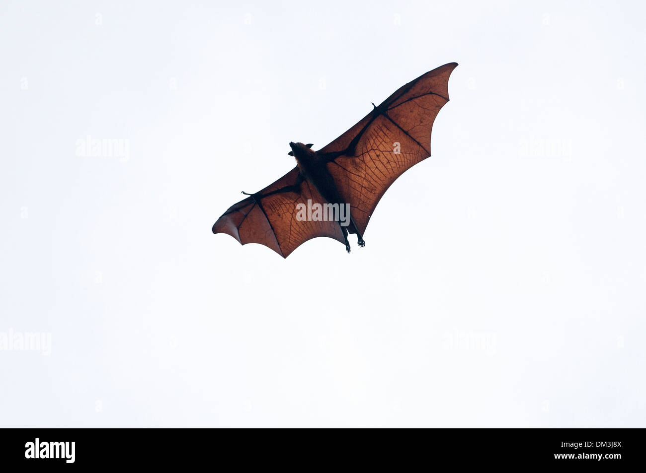 Animal, Pteropus vampyrus, bat, Kalong, Large flying Fox Thailand Stock ...