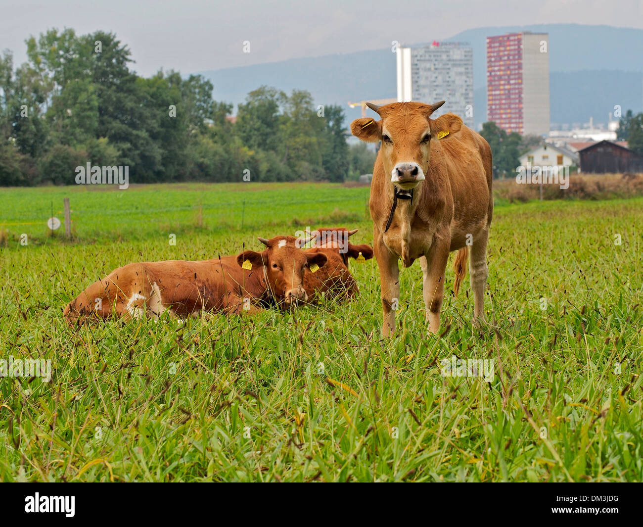 Aargau Switzerland agglomeration Spreitenbach shopping center fields ...