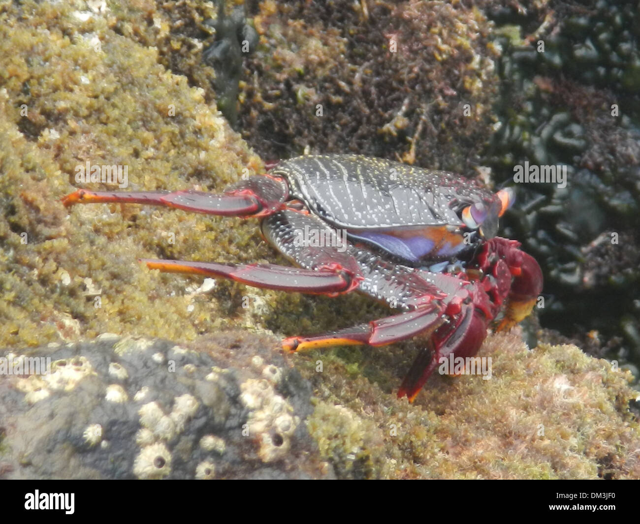 Cáncer animal hi-res stock photography and images - Alamy
