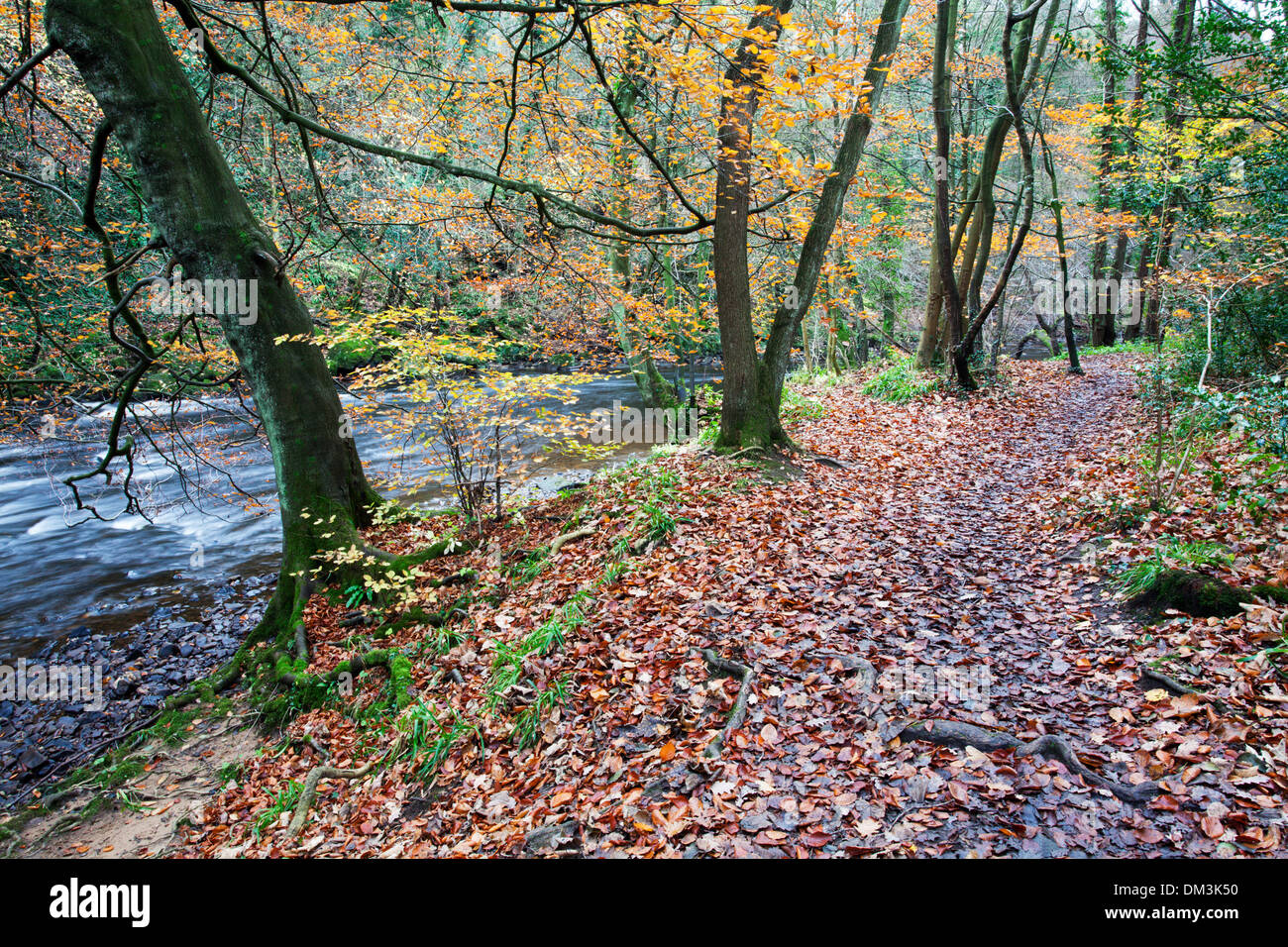 Footpath by the River Nidd in Nidd Gorge Woods Knaresborough North ...