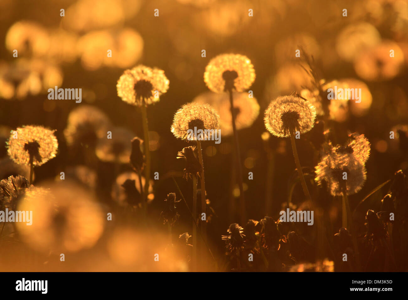 Flower detail dusk twilight flight reproduction sky ease dandelion ...