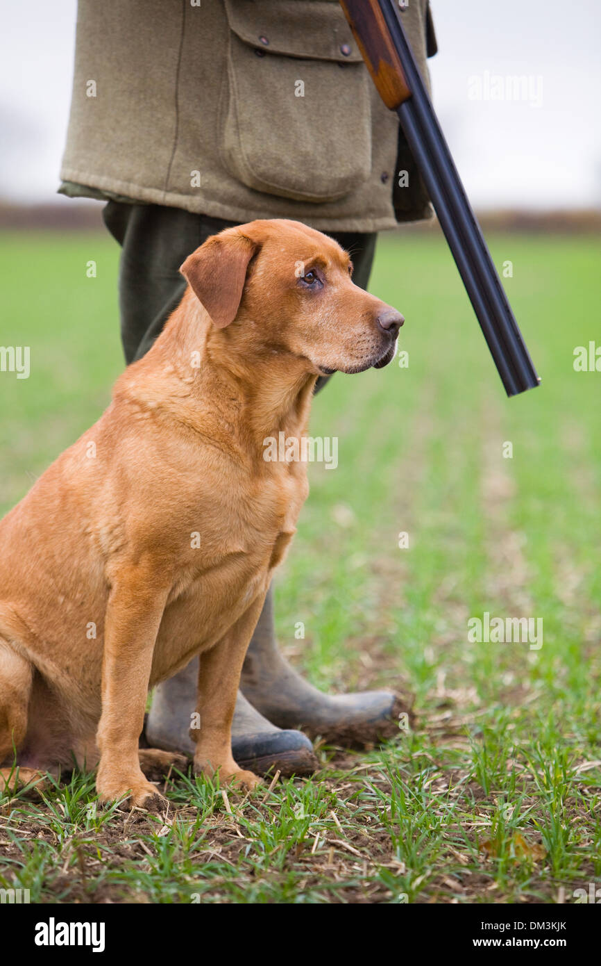Golden labrador retriever hi-res stock photography and images - Alamy