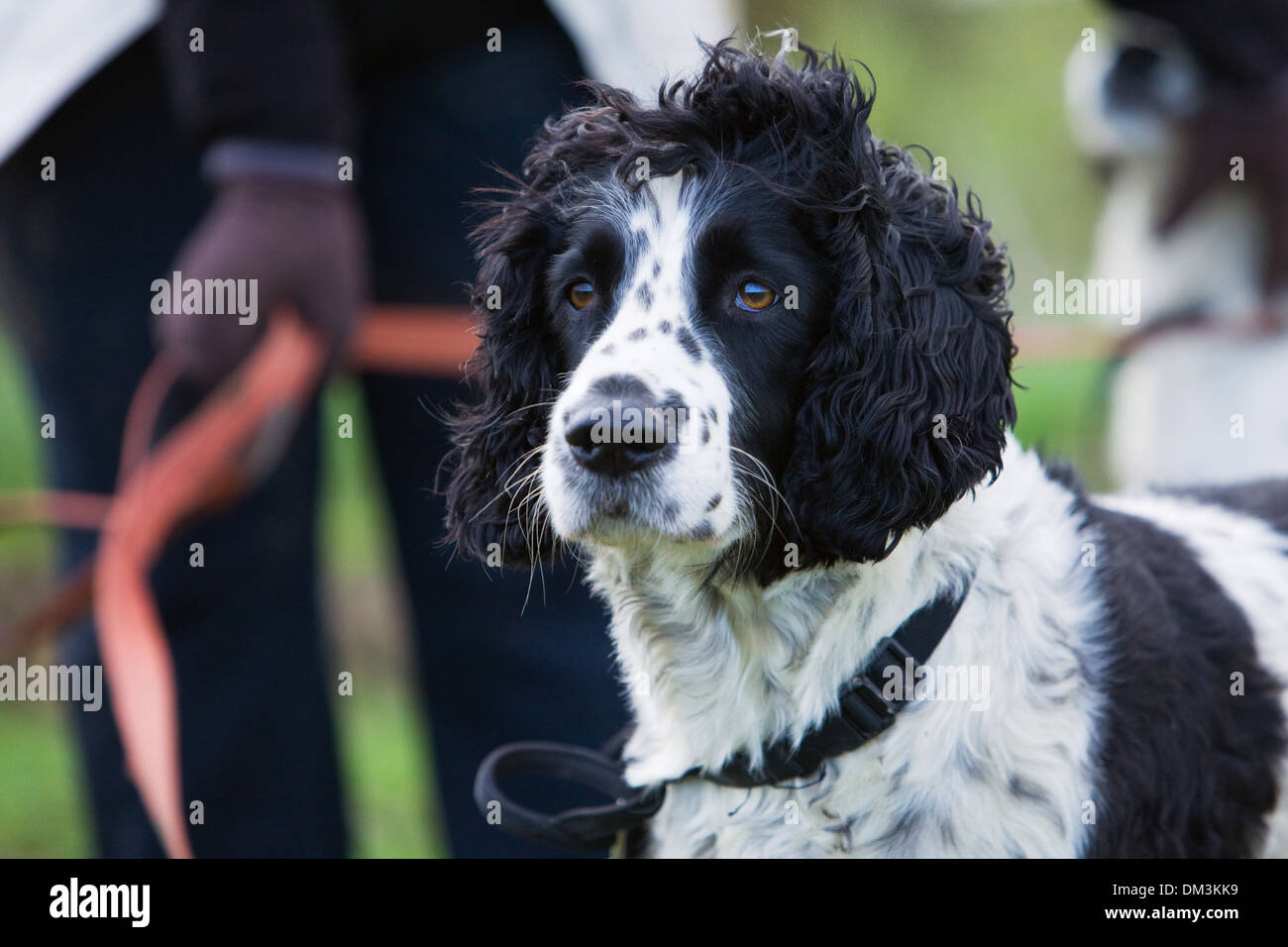 Black and white springer spaniel hi-res stock photography and images ...