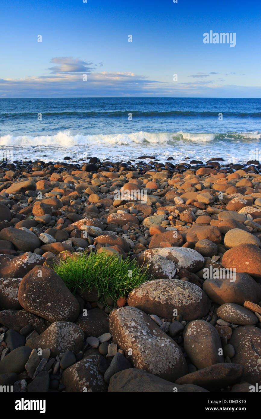 England rock cliff Great Britain Europe coast sea Northumberland plant ...