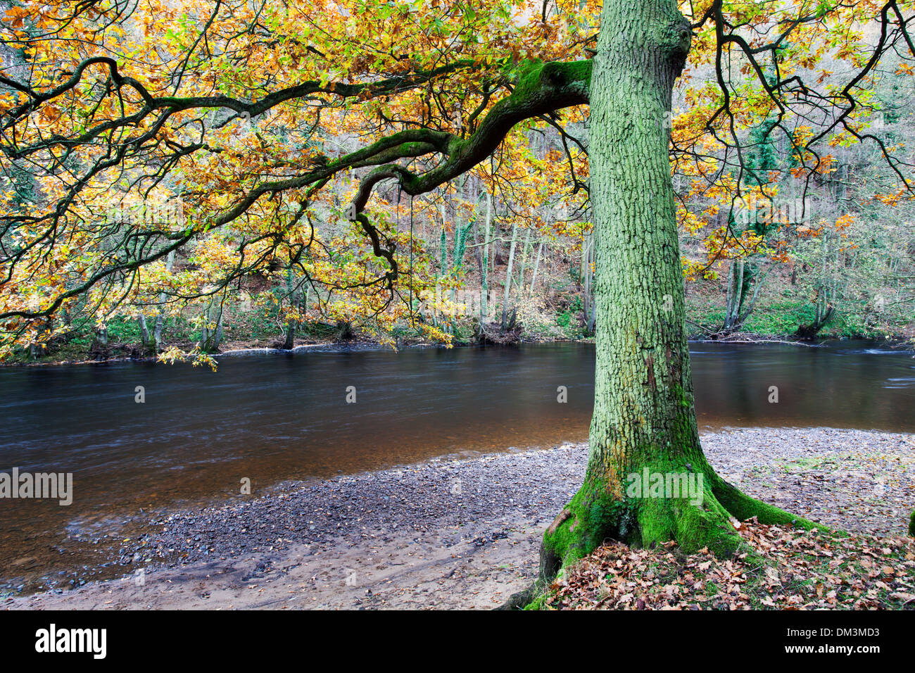 River oak tree hi-res stock photography and images - Alamy