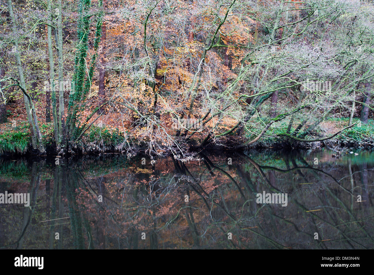 Autumn Trees and Reflections in the River Nidd in Nidd Gorge Woods ...