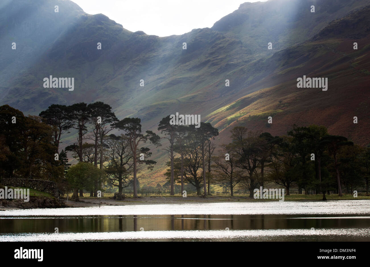 Lake Buttermere, and Scots pines (sentinels) with shafts of sunlight ...
