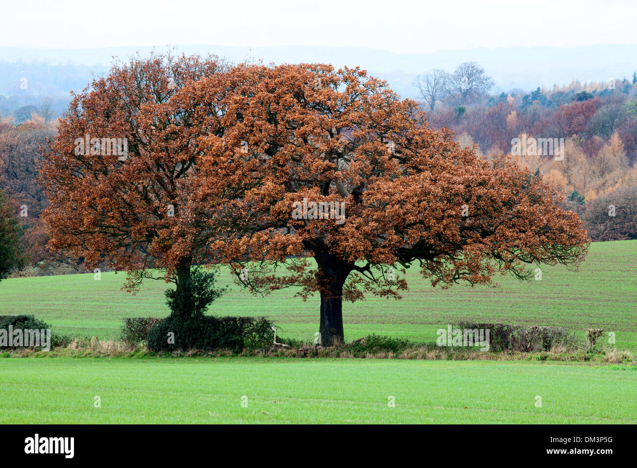 Landscape autumn trees fields hi-res stock photography and images - Alamy