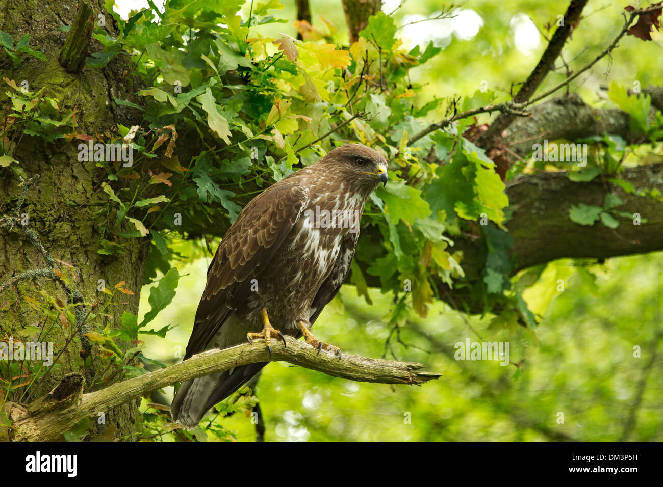 Buzzard tree hi-res stock photography and images - Alamy