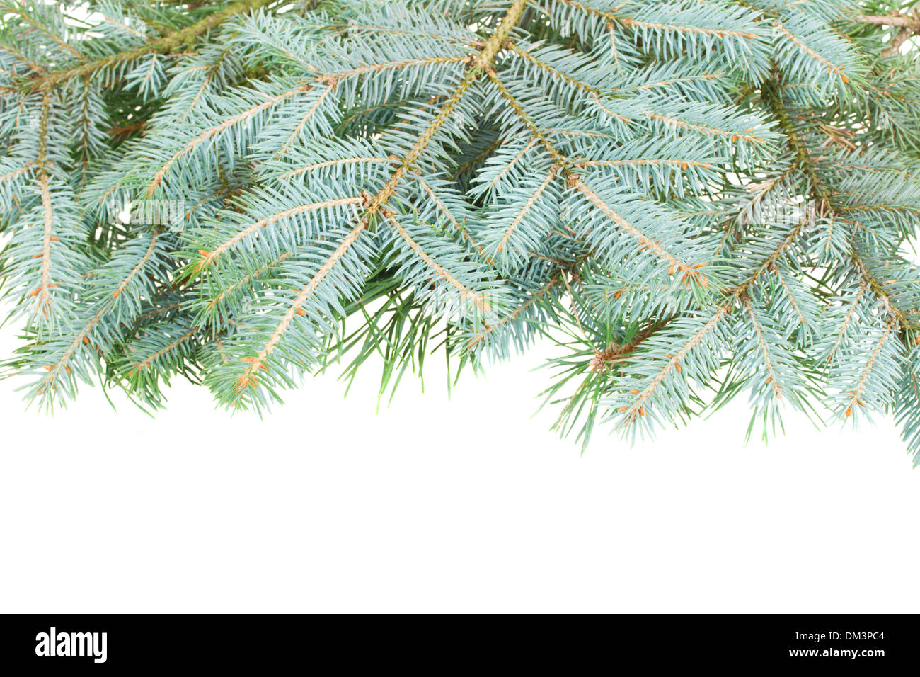 blue fir tree border Stock Photo - Alamy