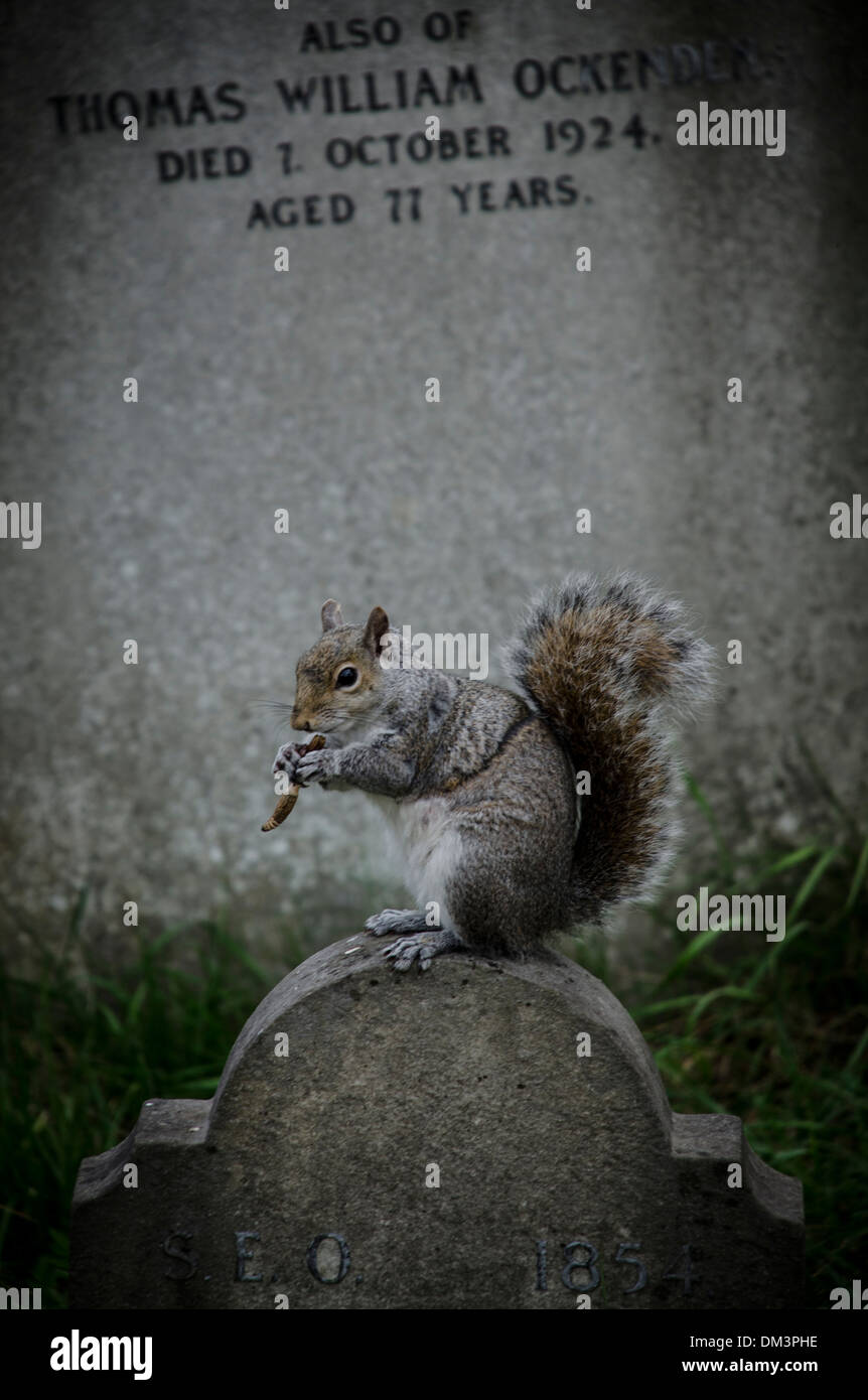 Squirrel on headstone, Brompton Cemetery Stock Photo - Alamy