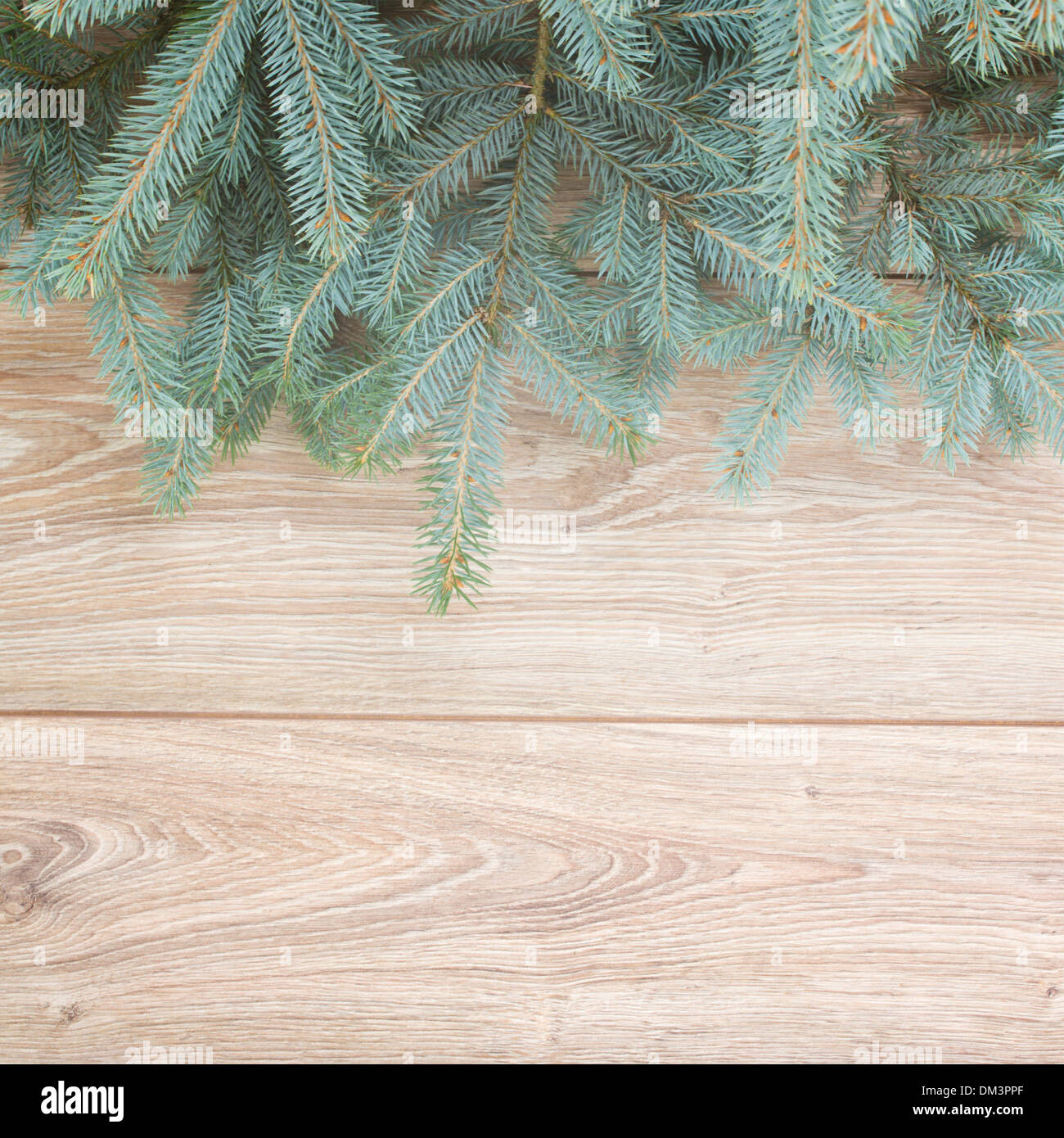 fir tree border Stock Photo - Alamy