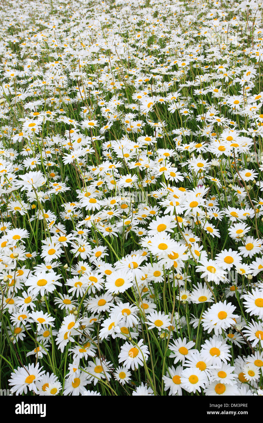 Flower, flowers, flower field, marguerites, leucanthemum vulgare, white ...