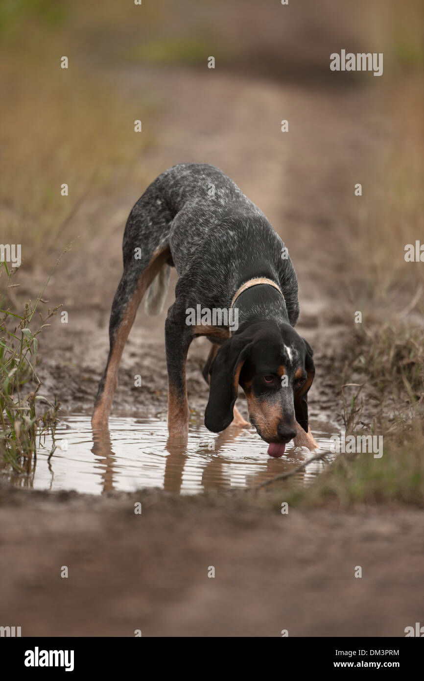 Bluetick Hunting Dog